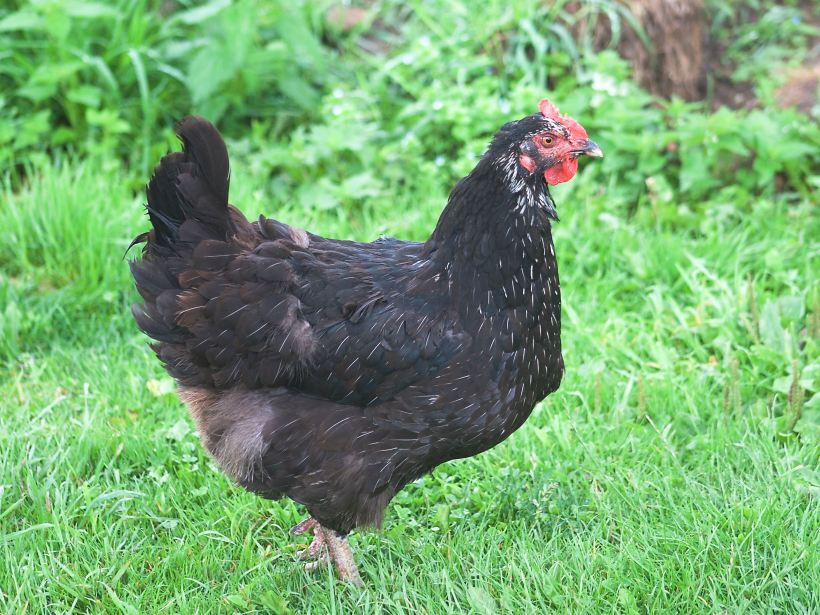 New Hens And A Look At Needlework | Sewchet