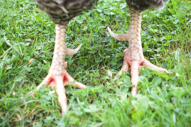 New Hens And A Look At Needlework | Sewchet