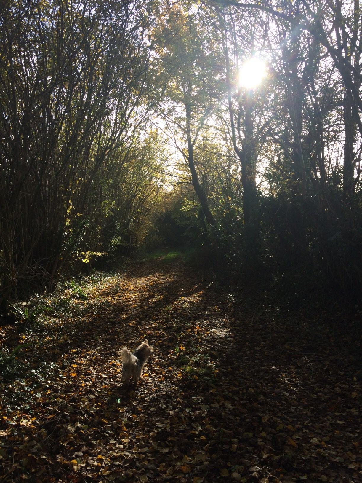 Sewchet | Sewing, crochet, crafts, accessories, baking, tutorials,